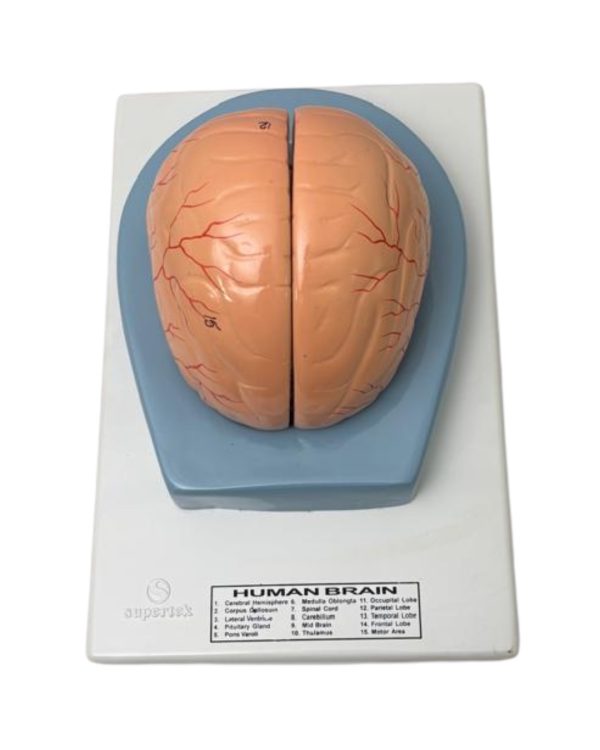 Human Brain Model – Anudha